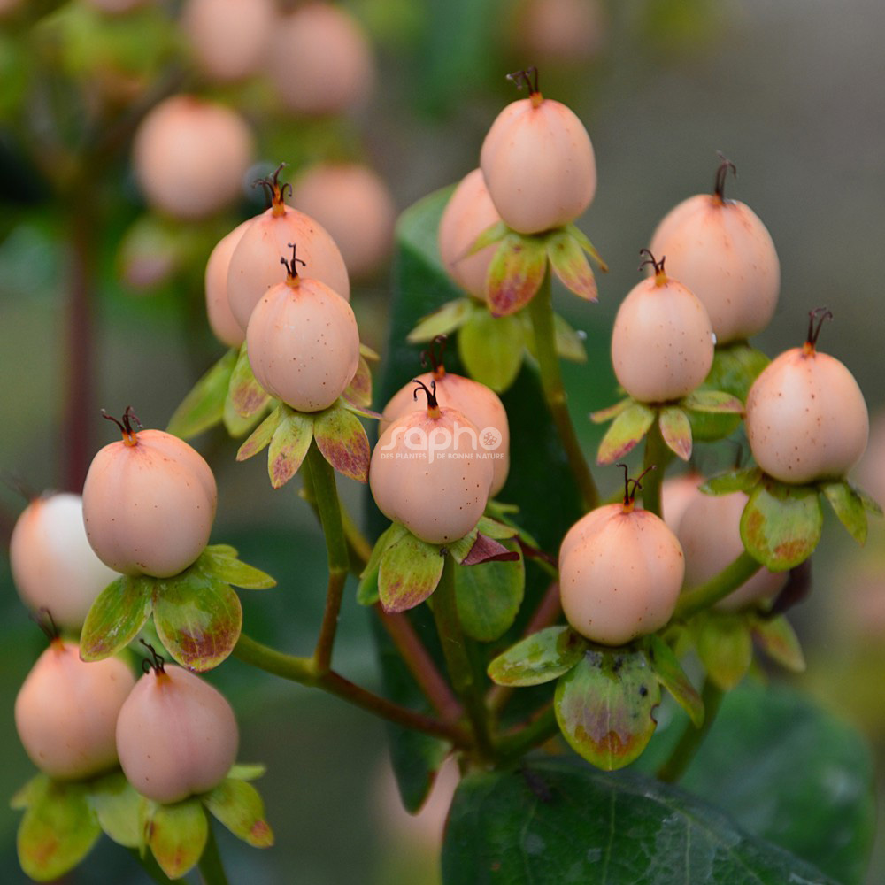 hypericum pink berries